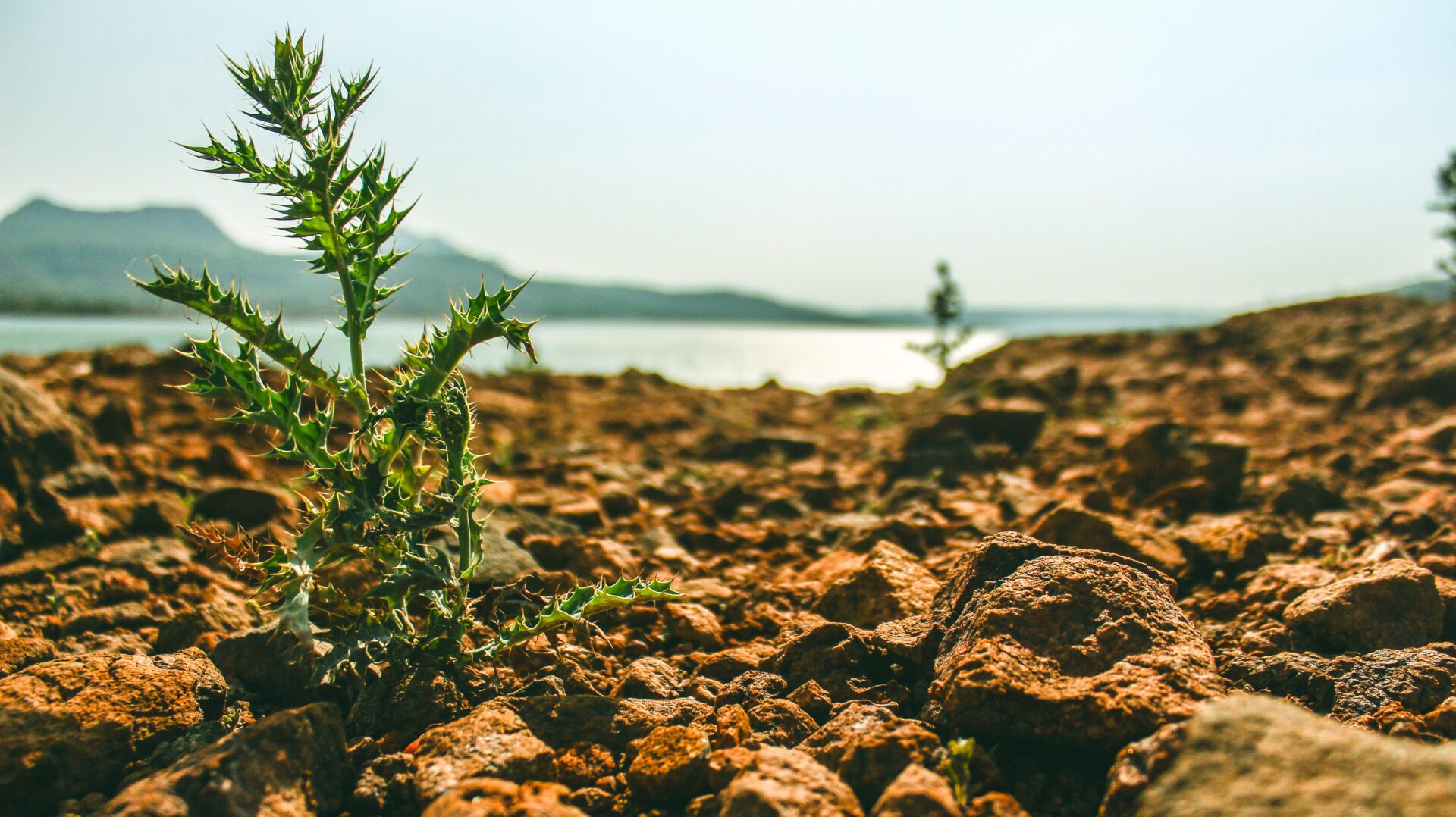 How Land Maintenance Boosts Property Value & Safety